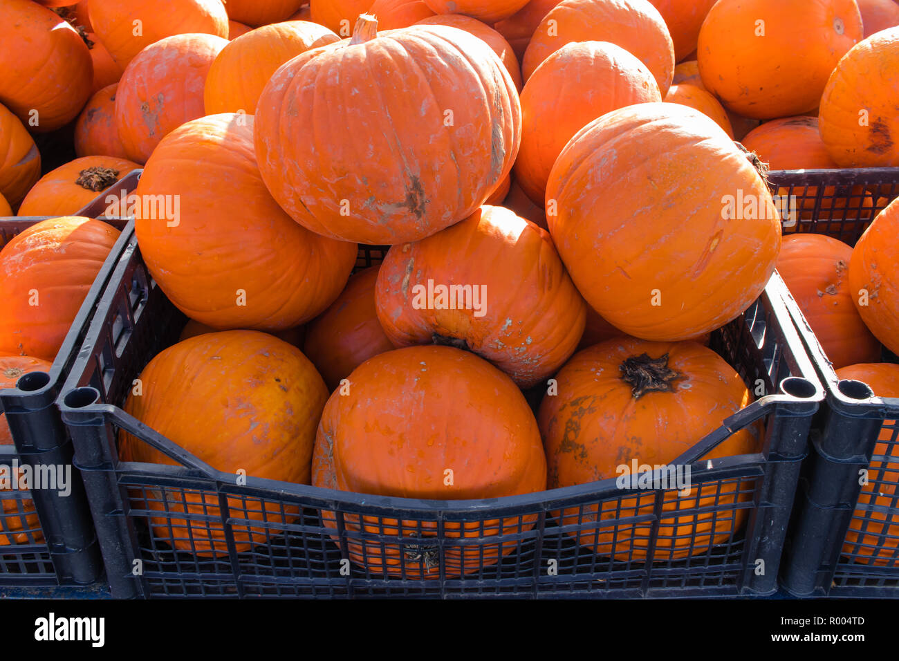 Pumpkins ready for sale on market stall or in a grocery store Stock ...