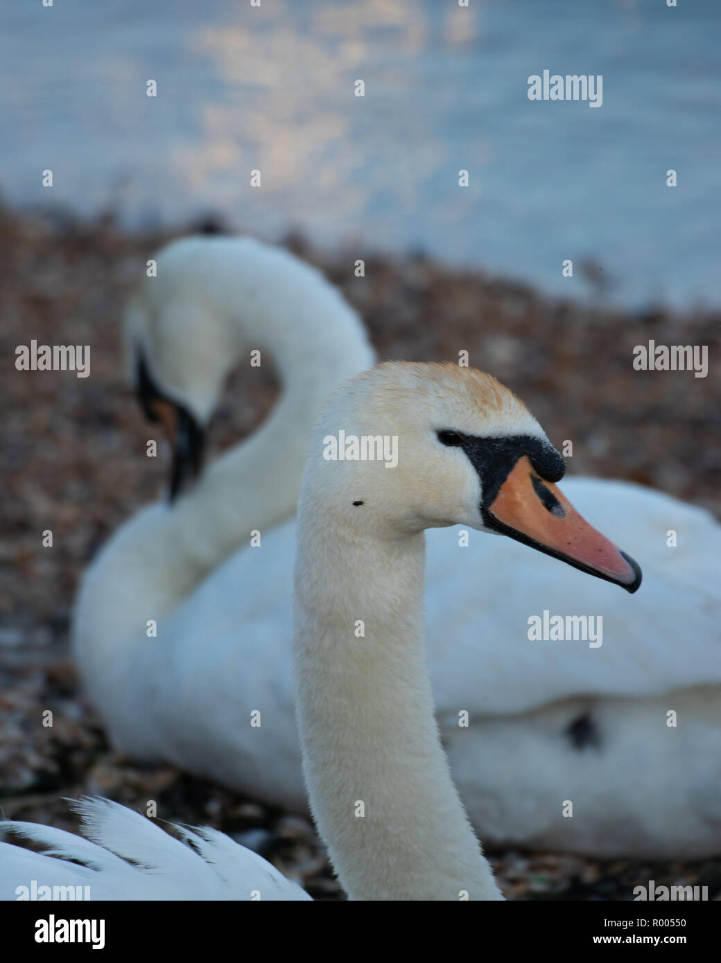 Swans beak hi-res stock photography and images - Alamy