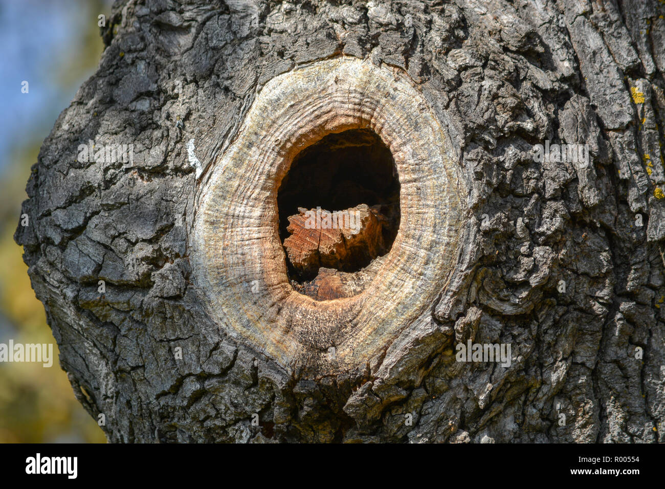 Tree bark in early autumn Stock Photo - Alamy