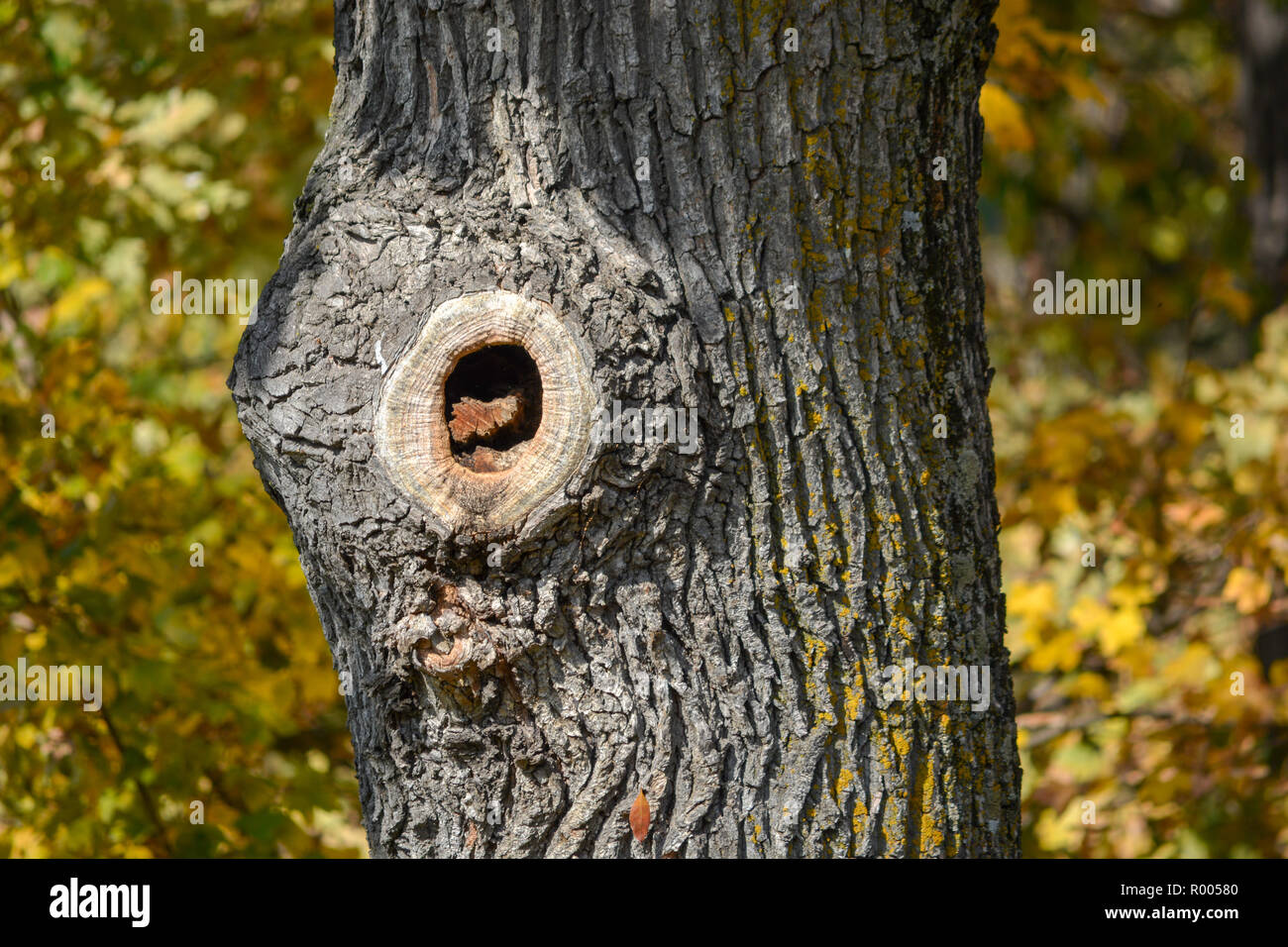 Tree bark in early autumn Stock Photo - Alamy