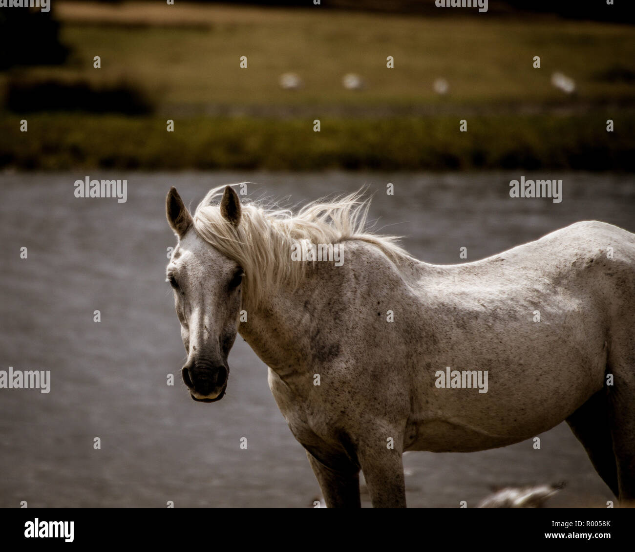 White ponies hi-res stock photography and images - Alamy