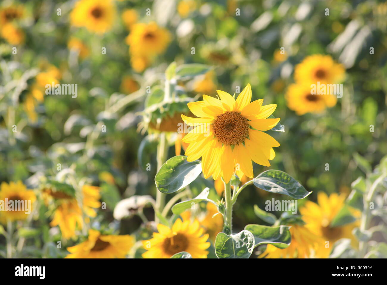 Sunflowers in the sunset hi-res stock photography and images - Alamy