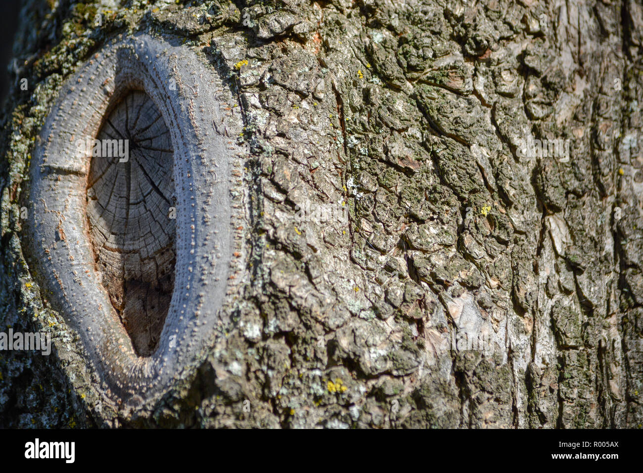 Tree bark in early autumn Stock Photo - Alamy