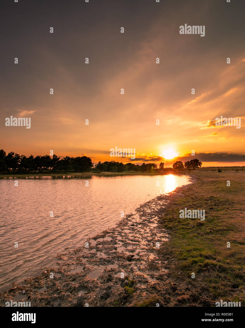 Sunset new forest hi-res stock photography and images - Alamy