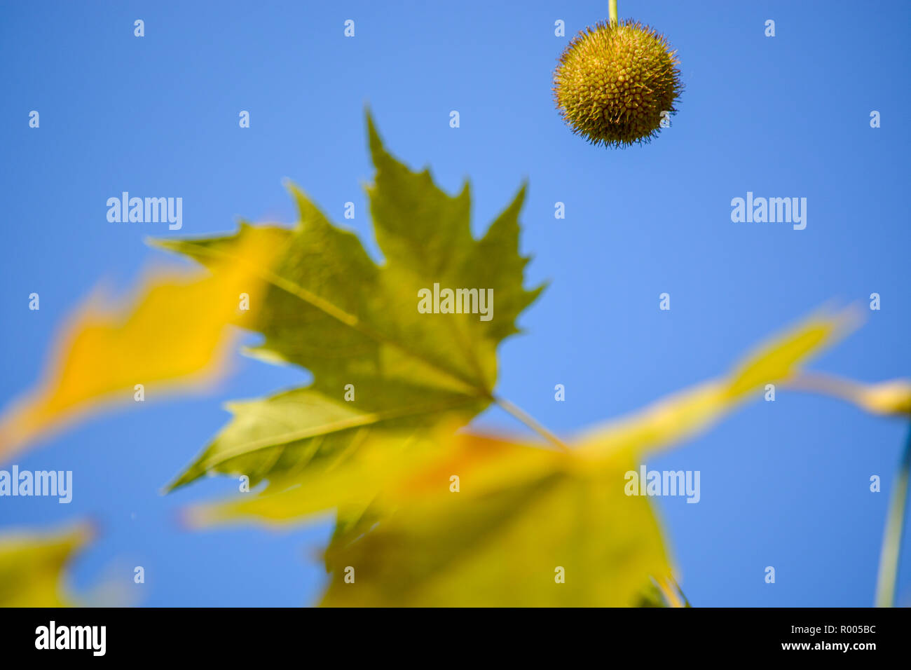 Chestnut on the tree red leaves of tree hi-res stock photography and ...