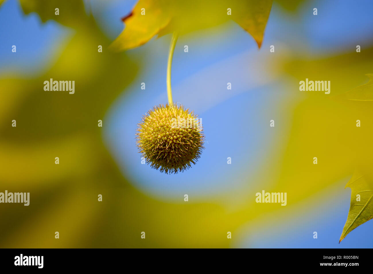 Wild chestnut tree in hi-res stock photography and images - Alamy