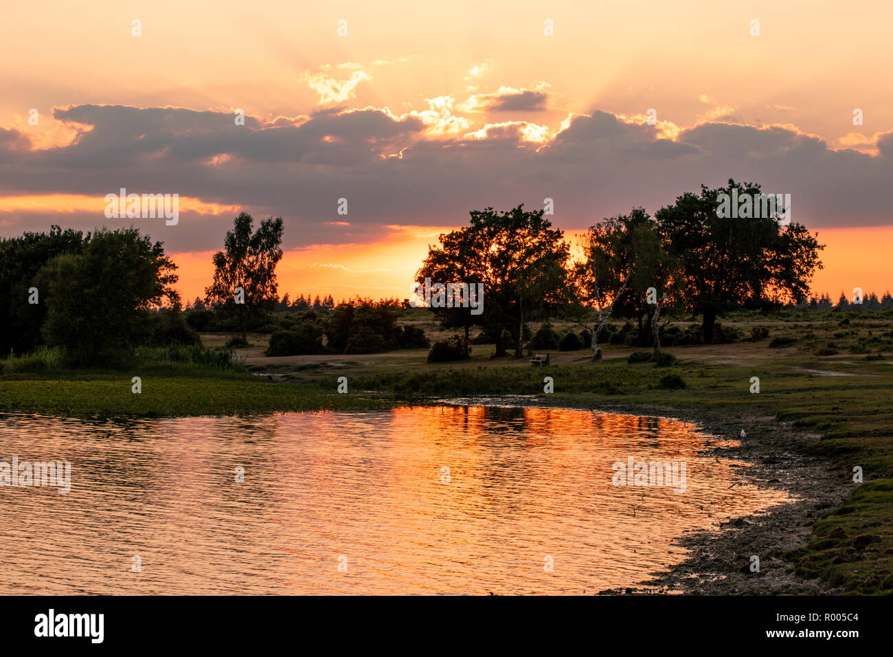 Reflections new forest hi-res stock photography and images - Alamy