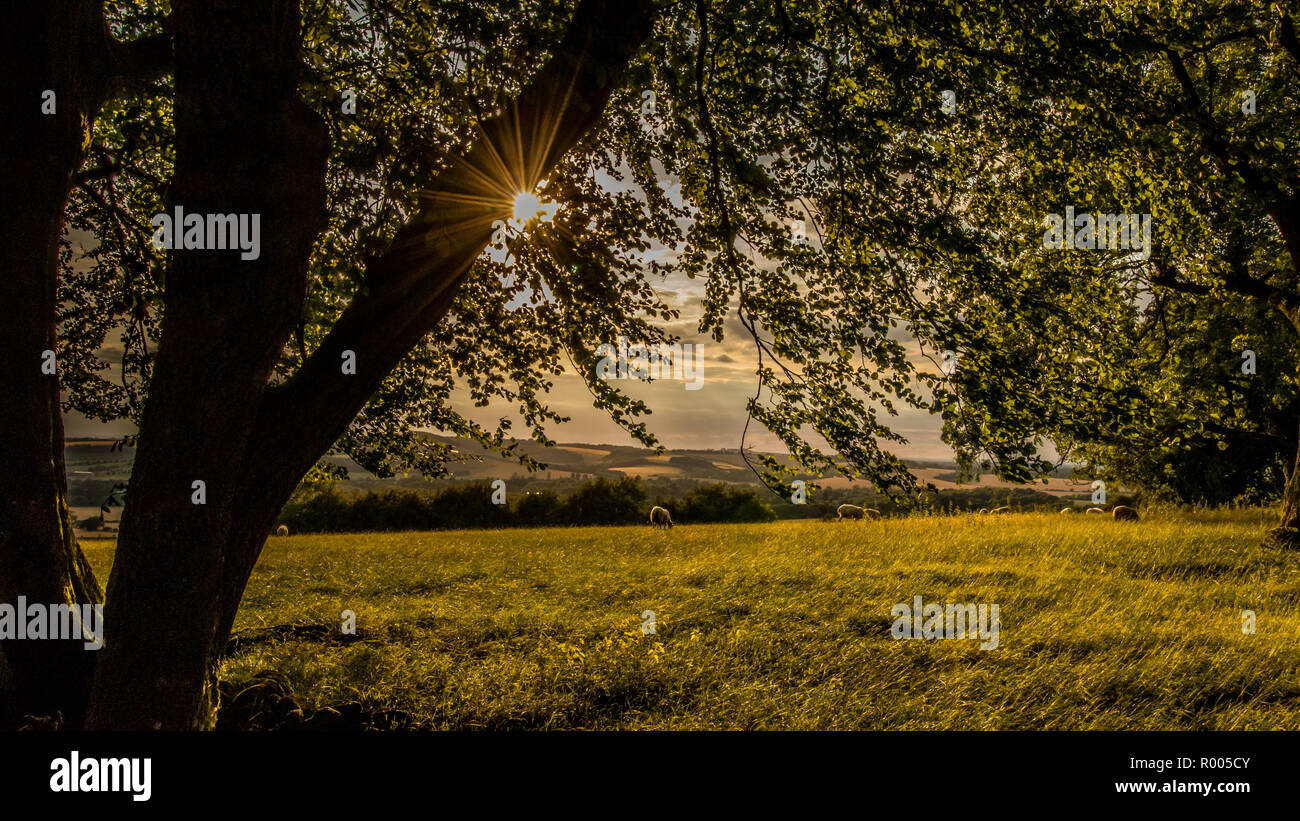 Canopy of tree hi-res stock photography and images - Alamy