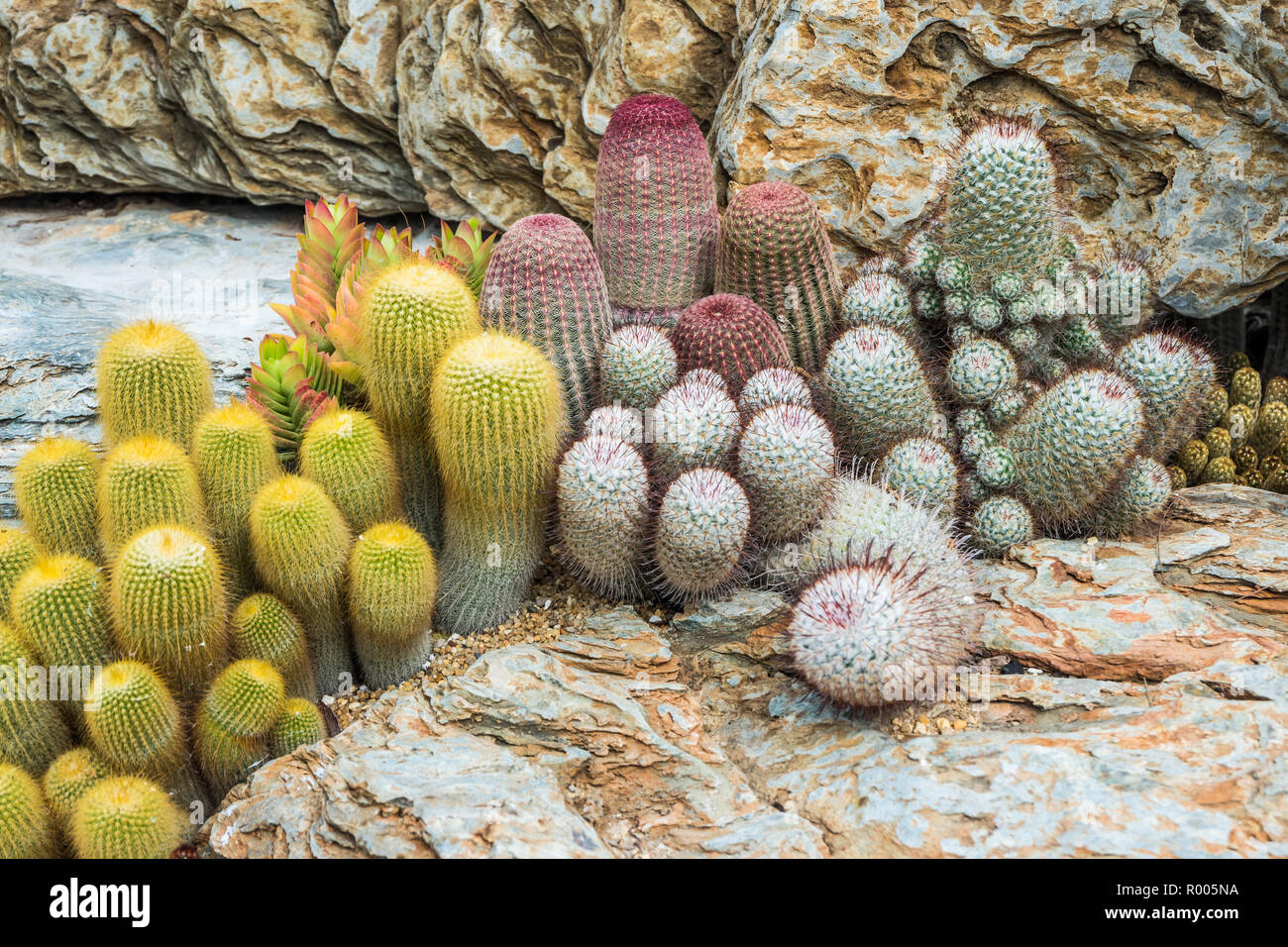 Cactus many variants decorate in the garden select and soft focus ...