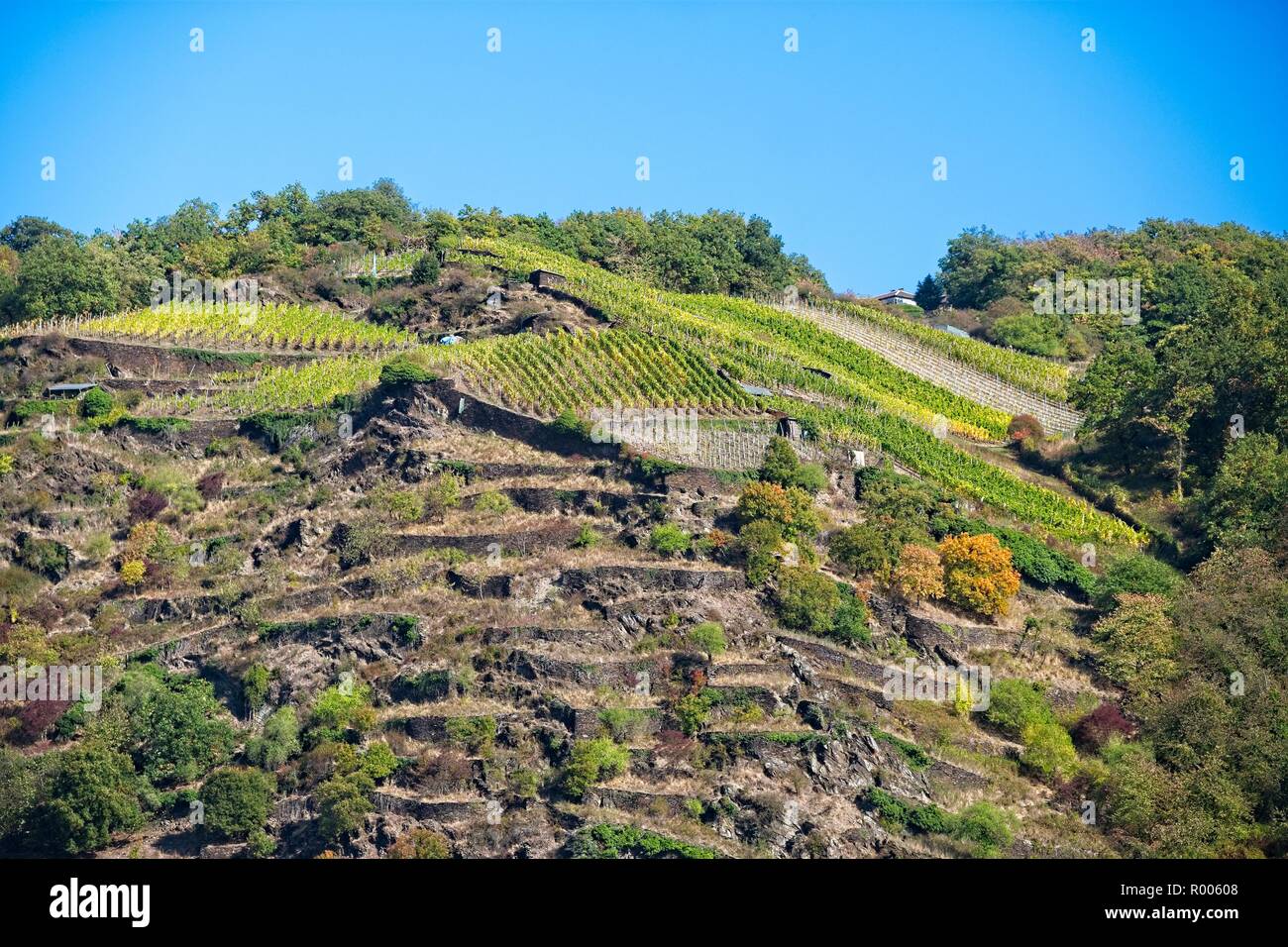 VINEYARDS AND ROCKY TERRACES ABOVE THE RIVER RHINE NEAR LORELEY GERMANY ...