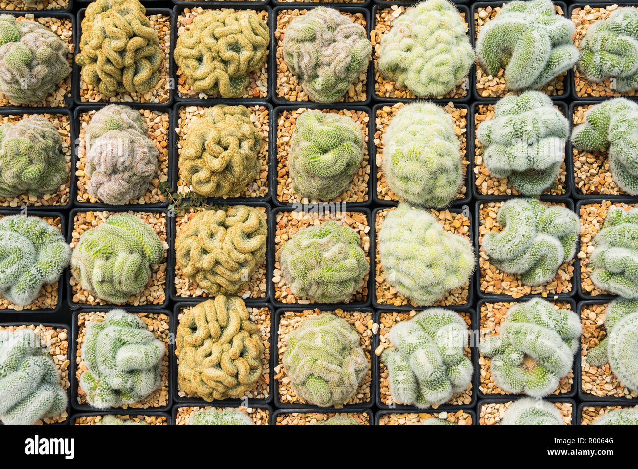 Cactus many variants in the pot for planting arranged in rows select ...