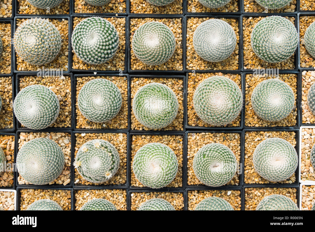 Cactus many variants in the pot for planting arranged in rows select ...