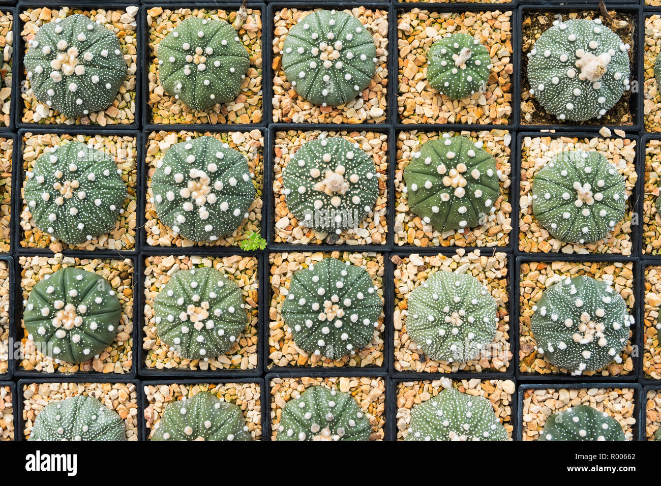 Cactus many variants in the pot for planting arranged in rows select ...