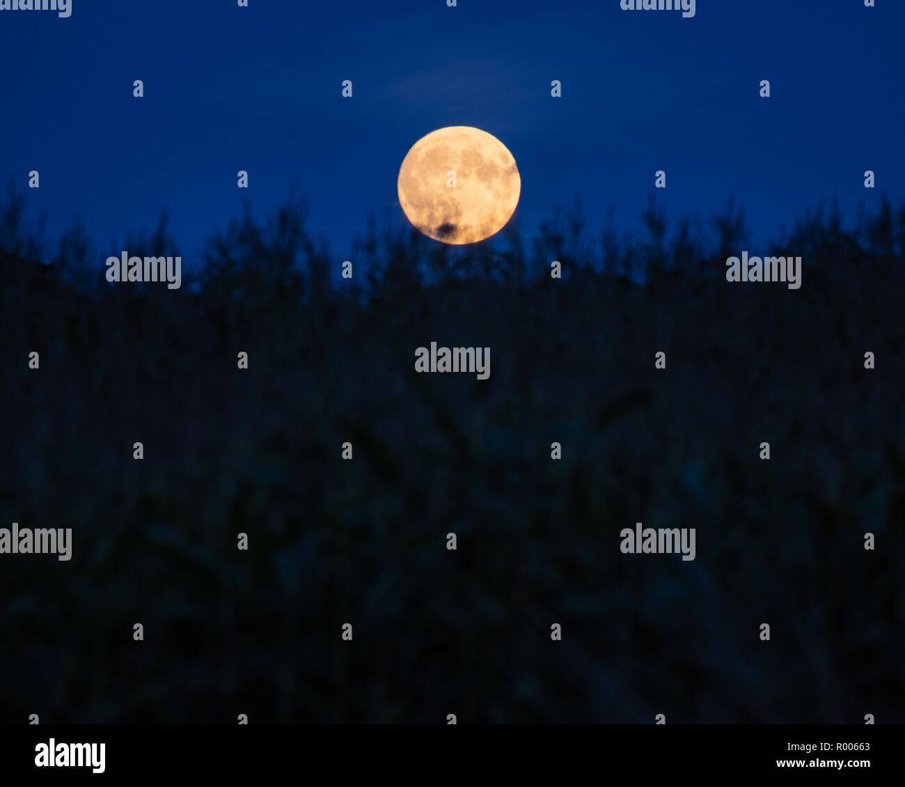 Blood moon over a corn field hi-res stock photography and images - Alamy
