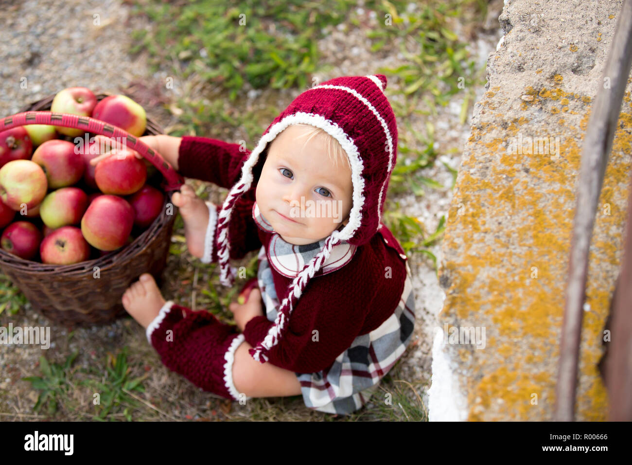 Child eating apples in a village in autumn. Little baby boy playing ...