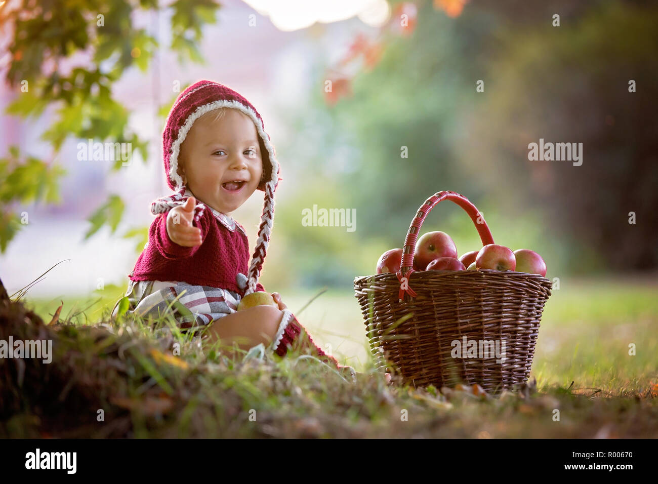 Child eating apples in a village in autumn. Little baby boy playing ...