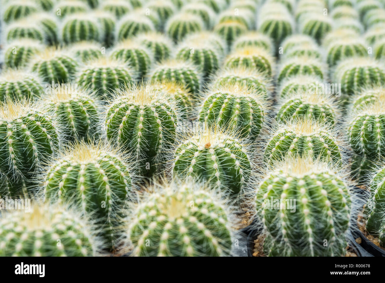 Cactus many variants in the pot for planting arranged in rows select ...