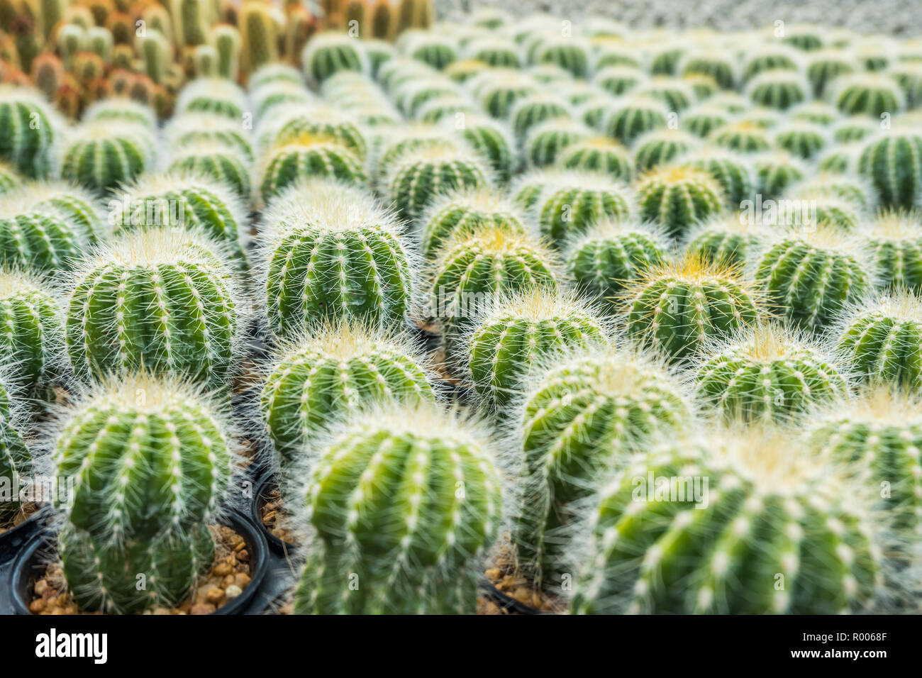Cactus many variants in the pot for planting arranged in rows select ...