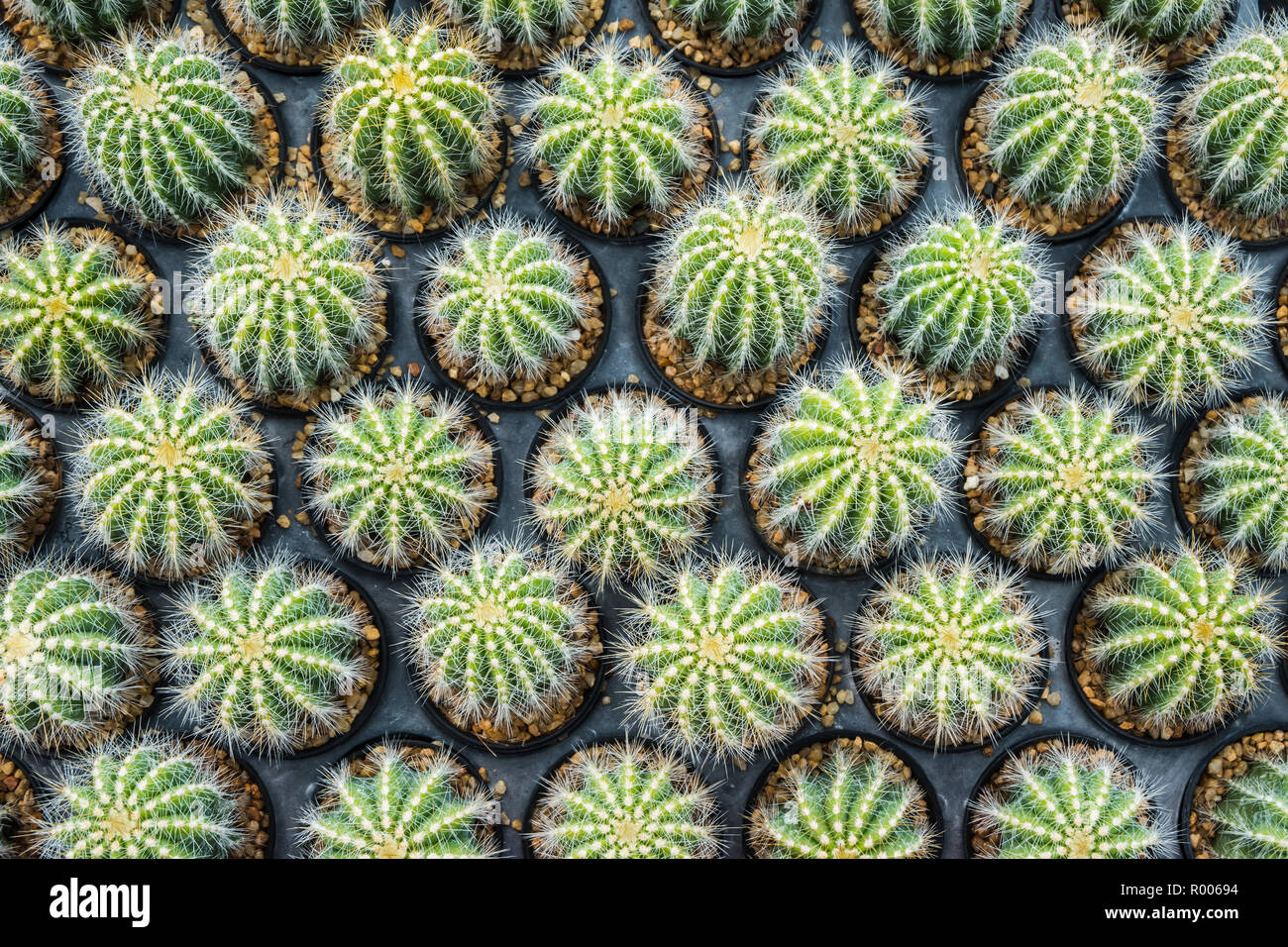 Cactus many variants in the pot for planting arranged in rows select ...