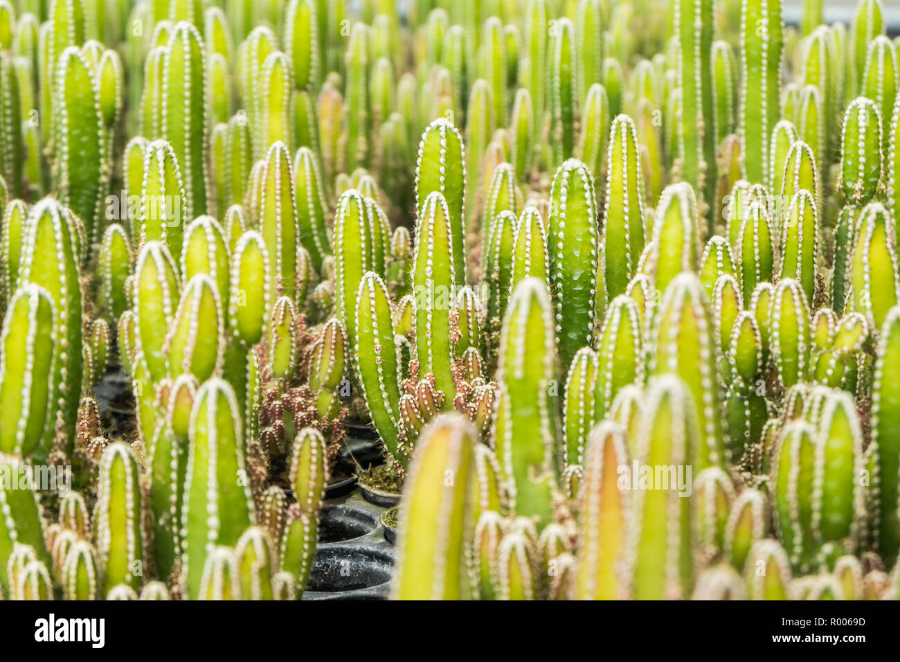 Cactus many variants in the pot for planting arranged in rows select ...