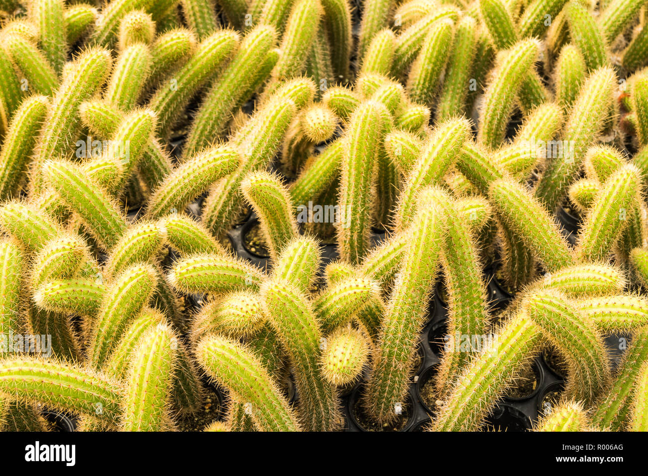 Cactus many variants in the pot for planting arranged in rows select ...