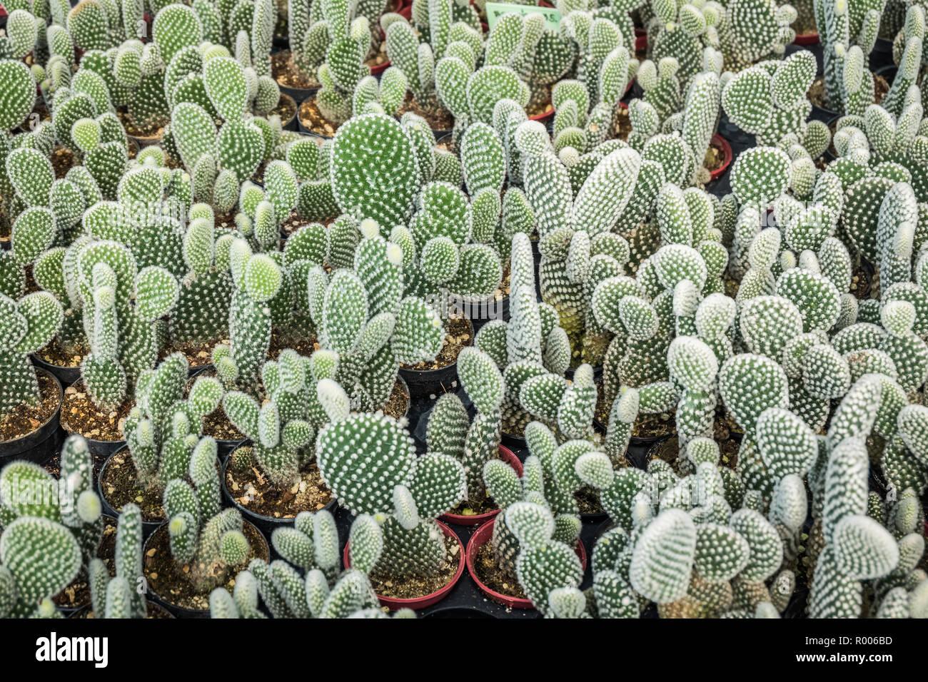 Cactus many variants in the pot for planting arranged in rows select ...