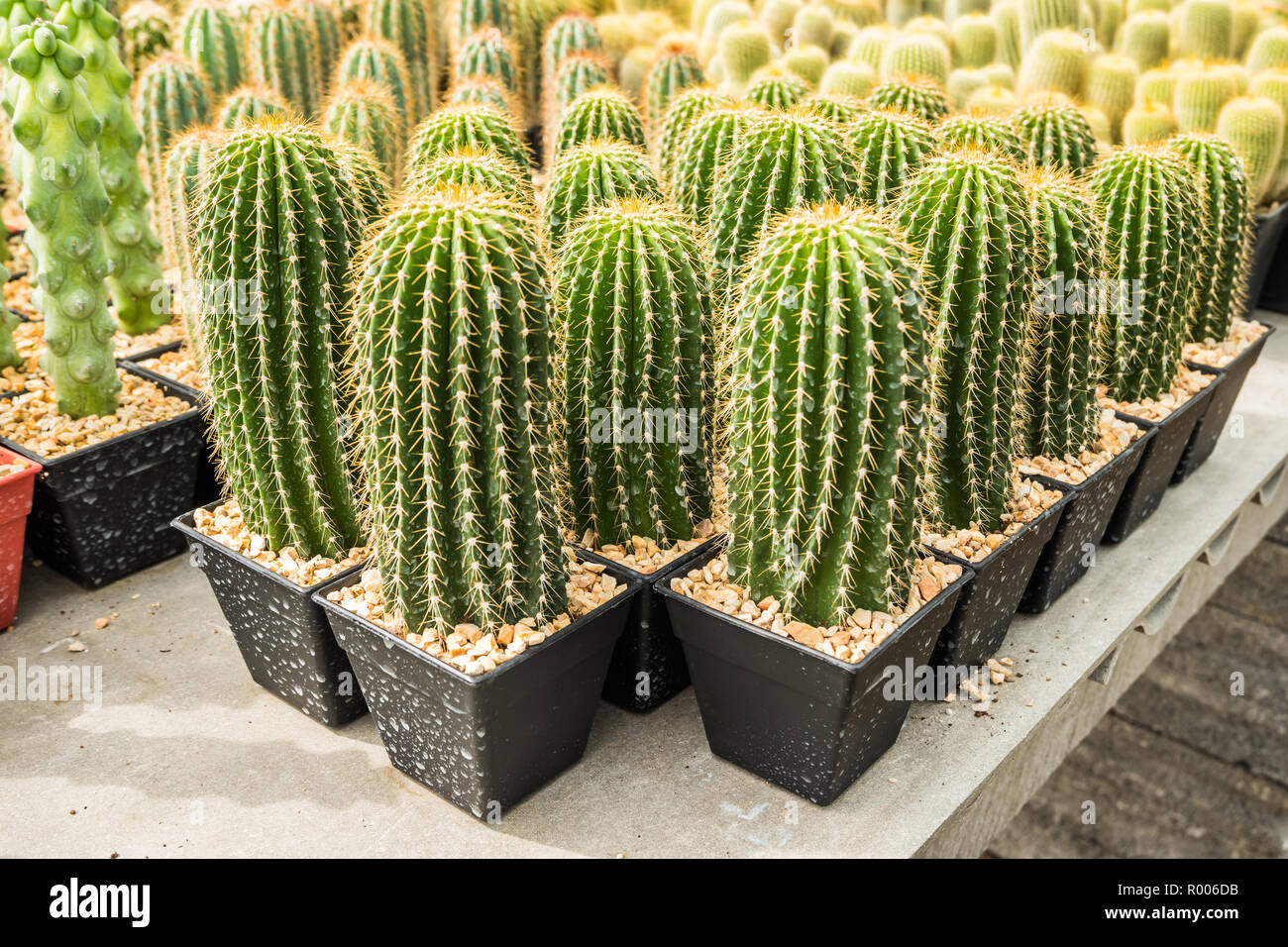 Cactus many variants in the pot for planting arranged in rows select ...