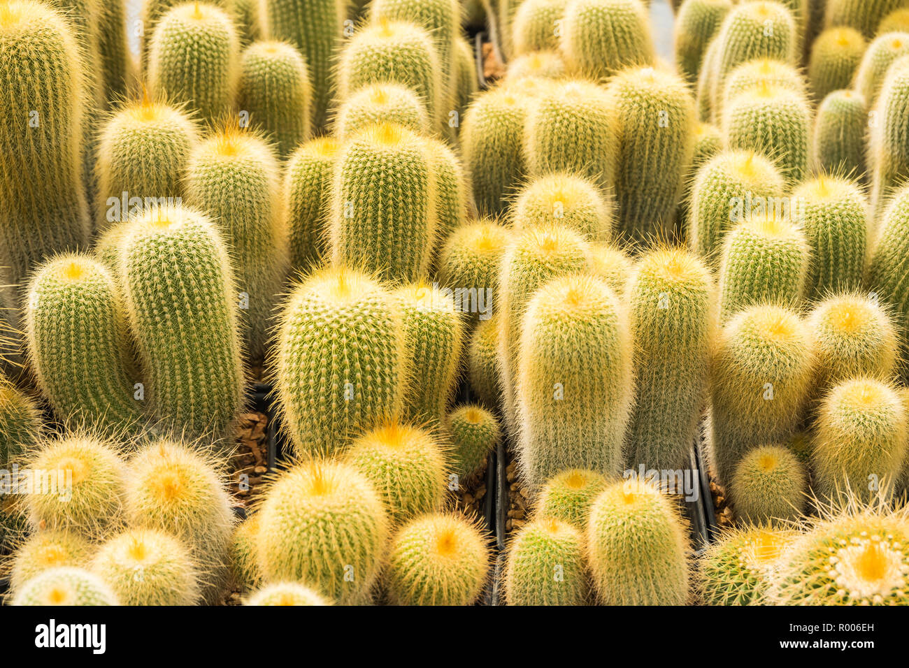 Barrel cactus in outdoor space hi-res stock photography and images - Alamy
