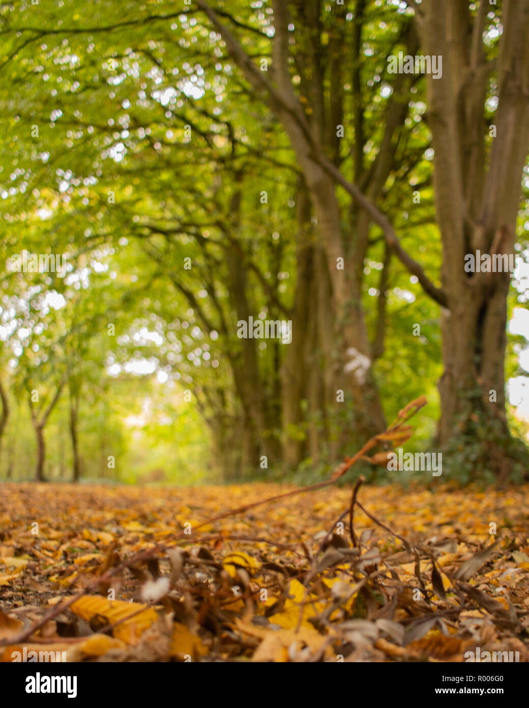 Autumn leaves on the forest floor Stock Photo - Alamy