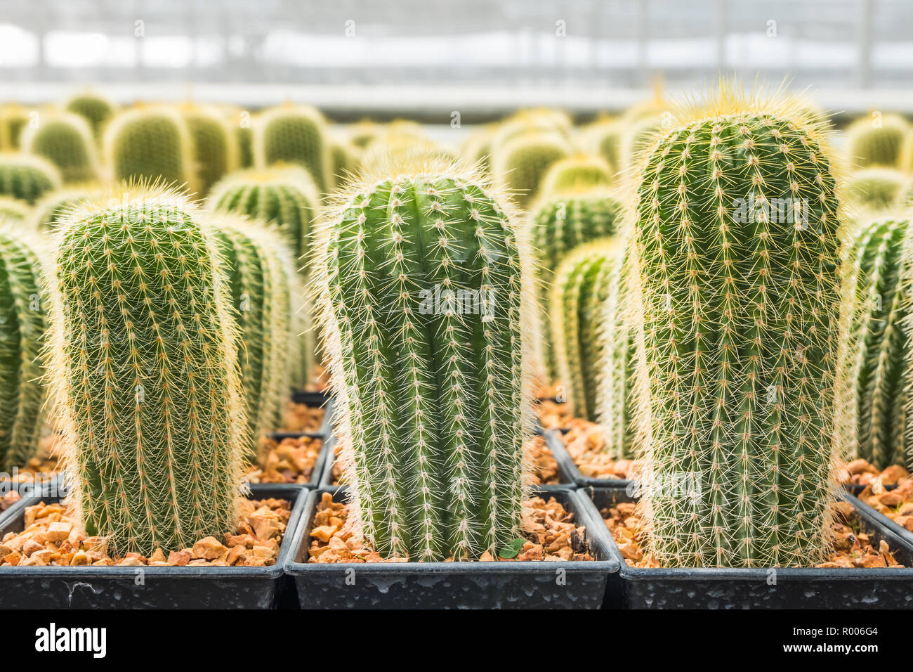 Cactus many variants in the pot for planting arranged in rows select ...