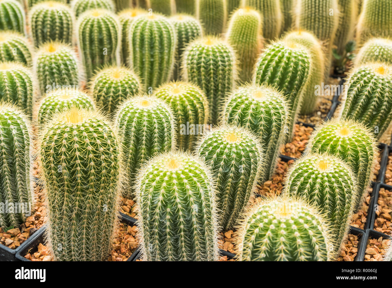 Cactus many variants in the pot for planting arranged in rows select ...