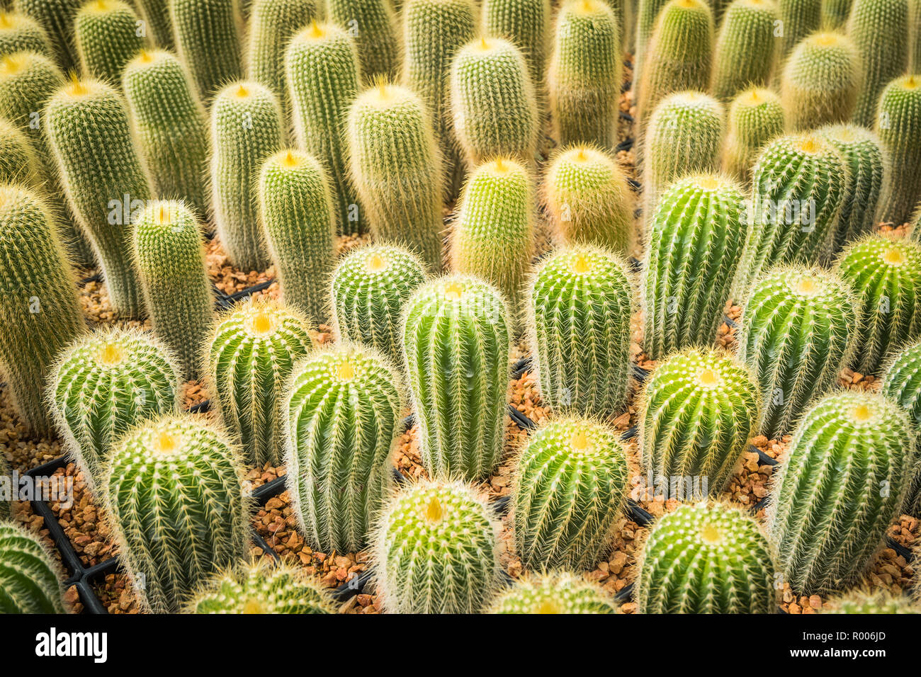 Cactus many variants in the pot for planting arranged in rows select ...