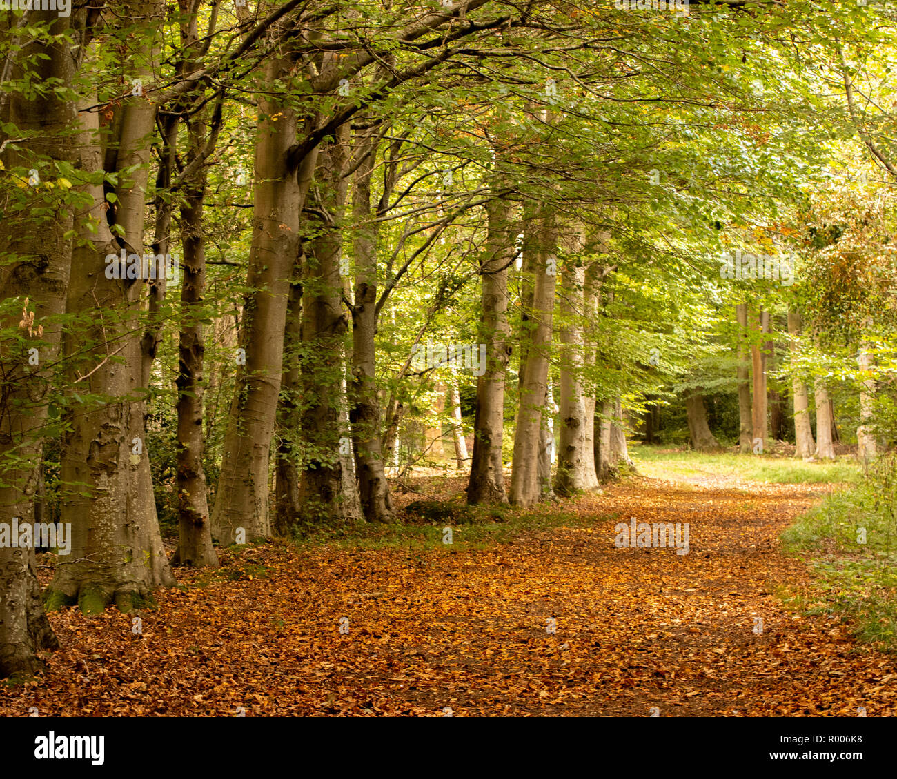Country path with autumn leaves covering the forest floor Stock Photo ...