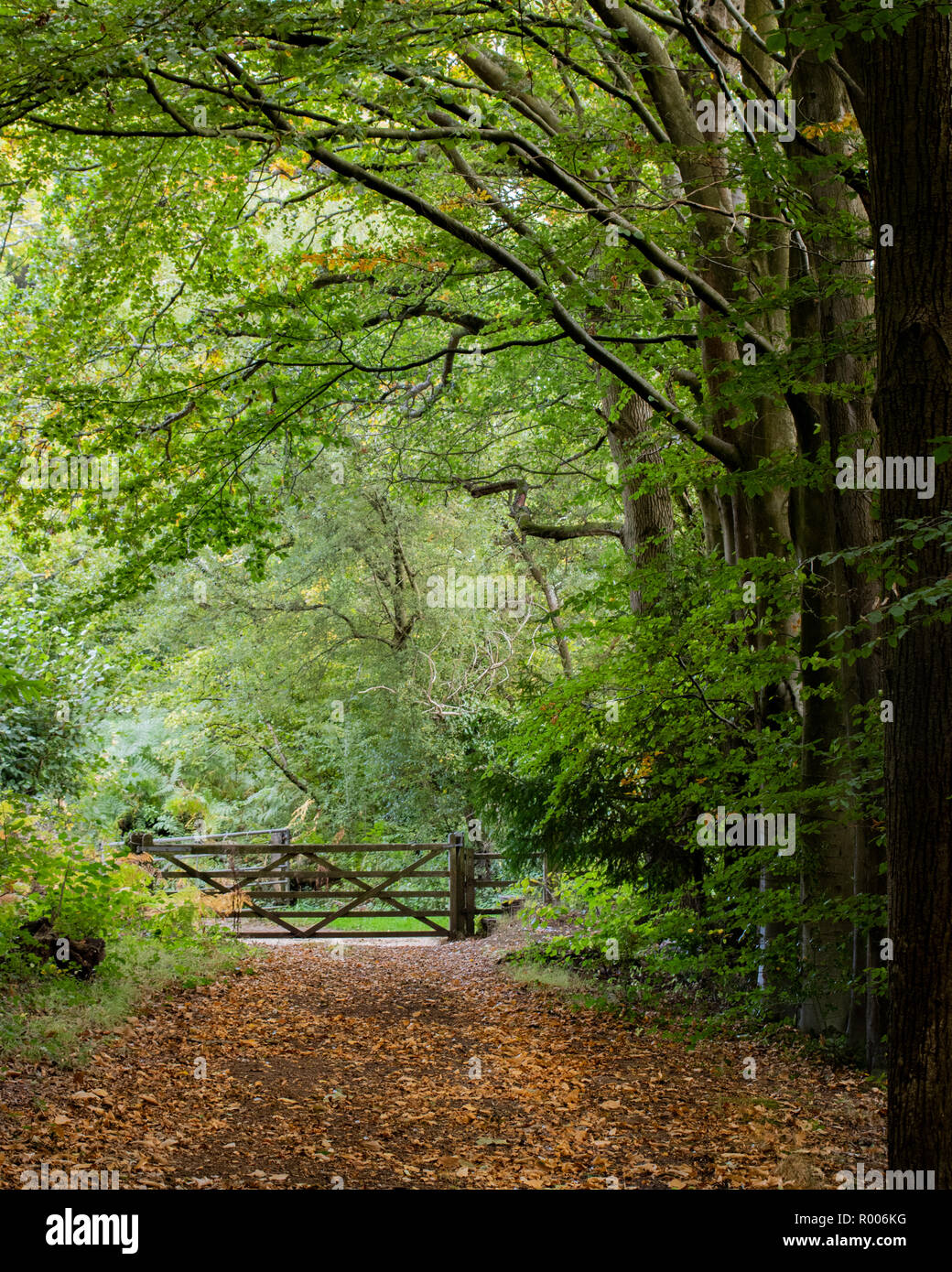 Overhanging path hi-res stock photography and images - Alamy