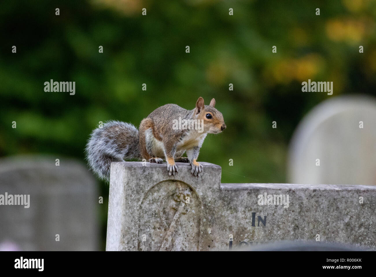 Squirrel on a grave hi-res stock photography and images - Alamy
