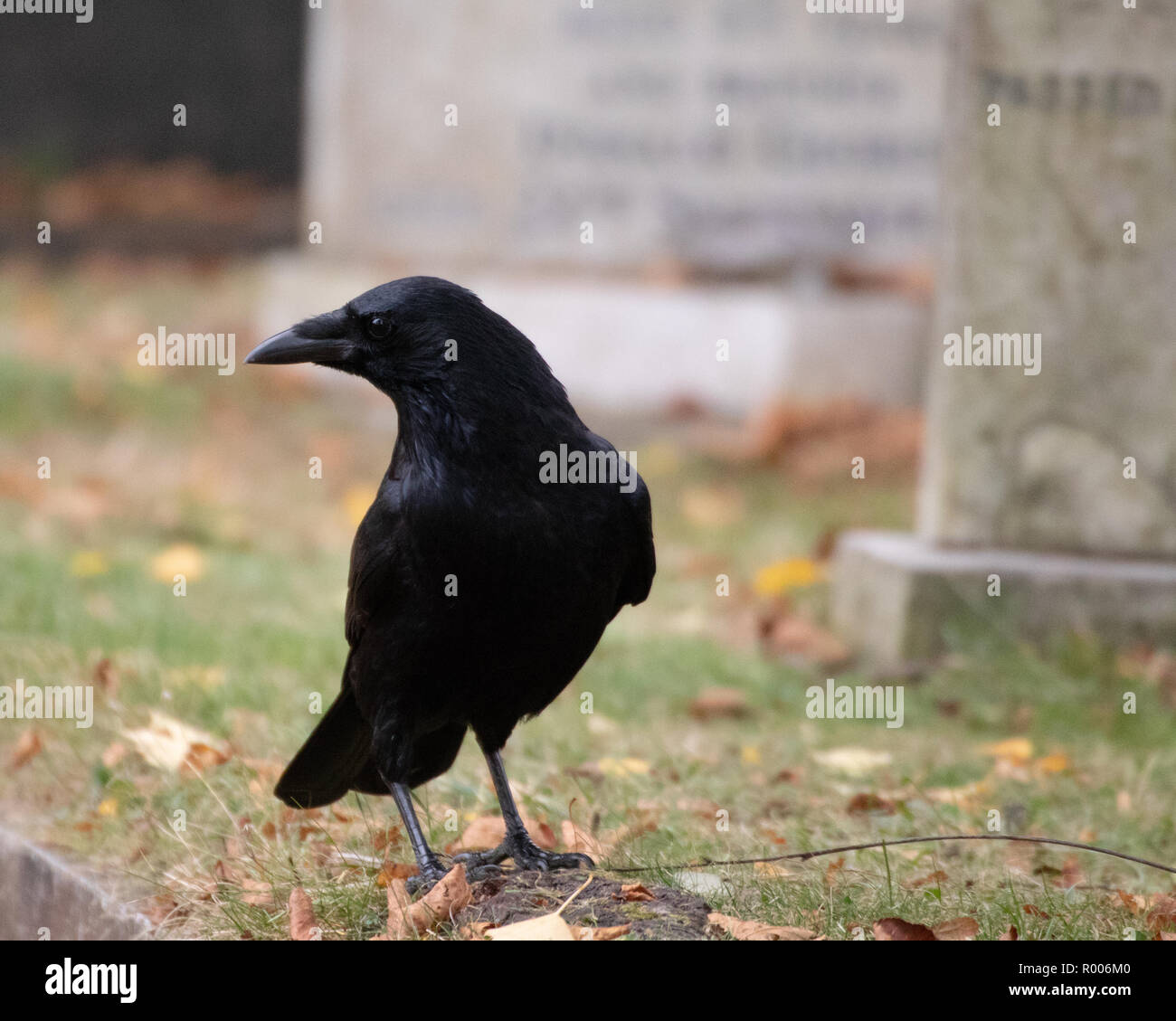 Bird on grave hi-res stock photography and images - Alamy