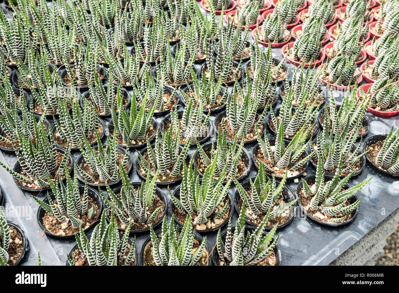 Cactus many variants in the pot for planting arranged in rows select ...