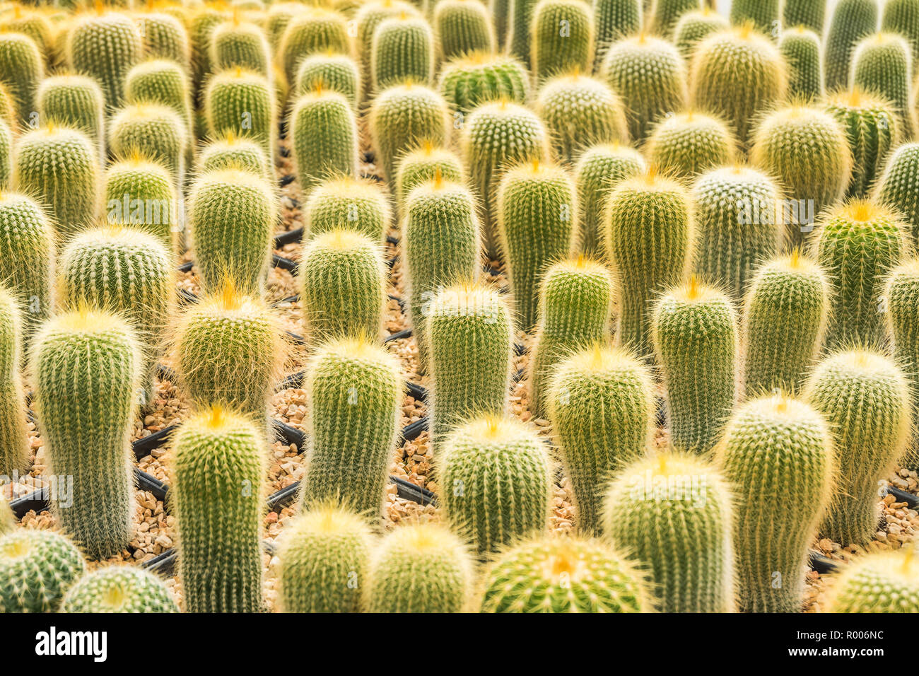 Cactus many variants in the pot for planting arranged in rows select ...