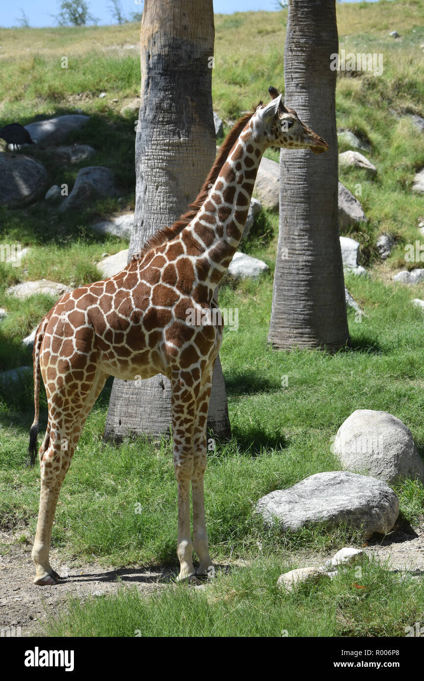 giraffe seen standing tall with bautiful habitat shown Stock Photo - Alamy