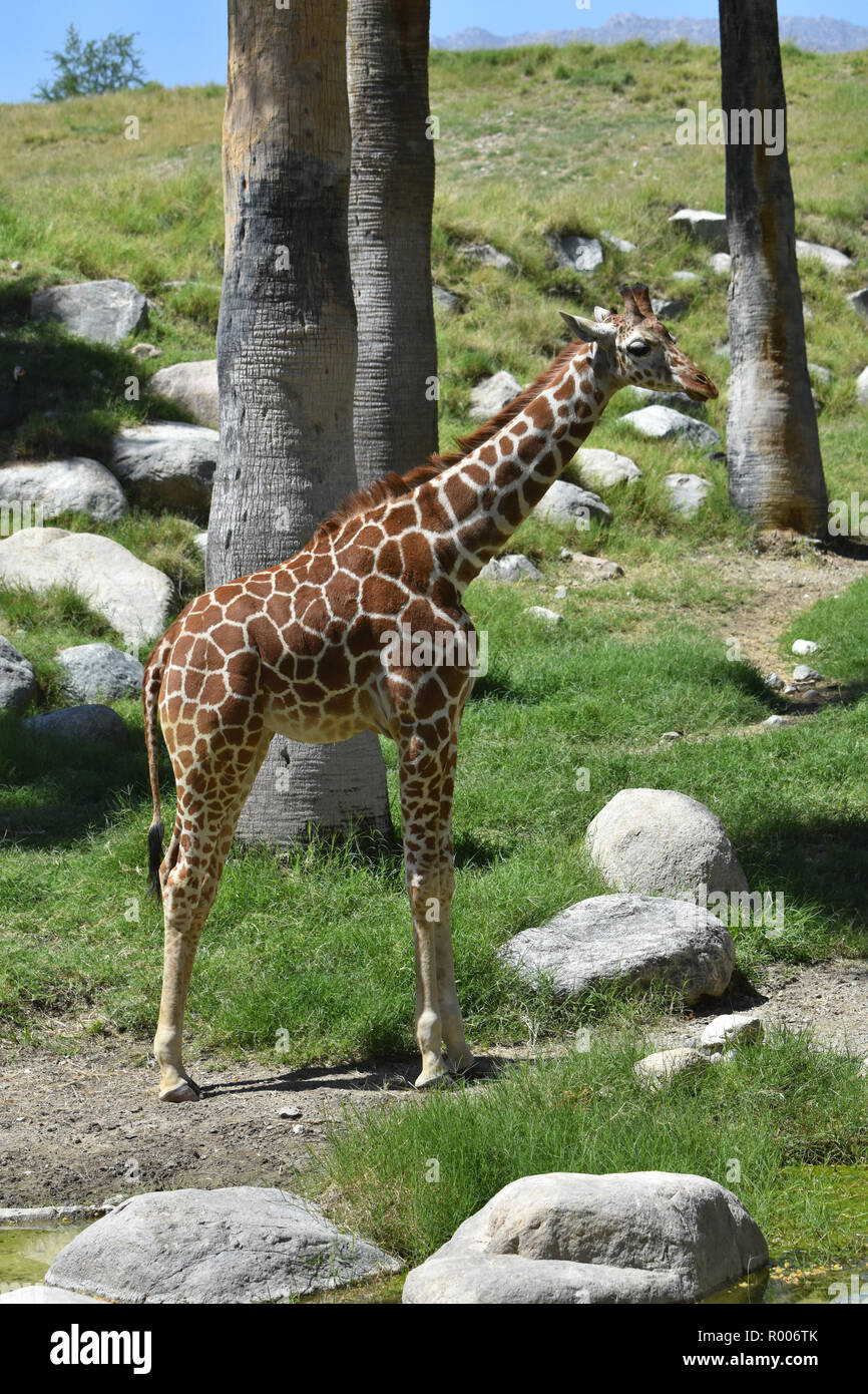 Beautiful giraffe showing full body with lush greenery Stock Photo - Alamy