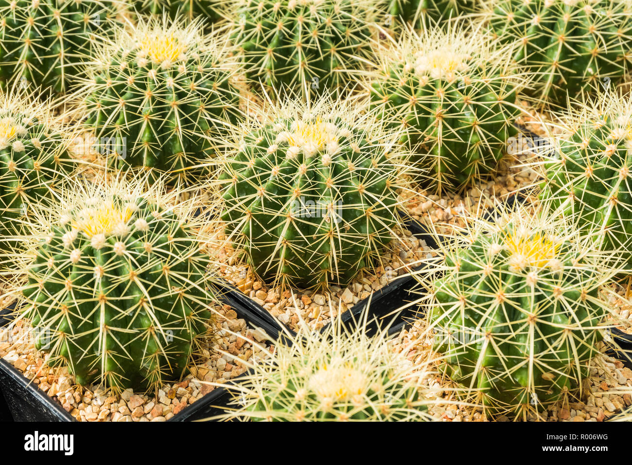 Cactus many variants in the pot for planting arranged in rows select ...