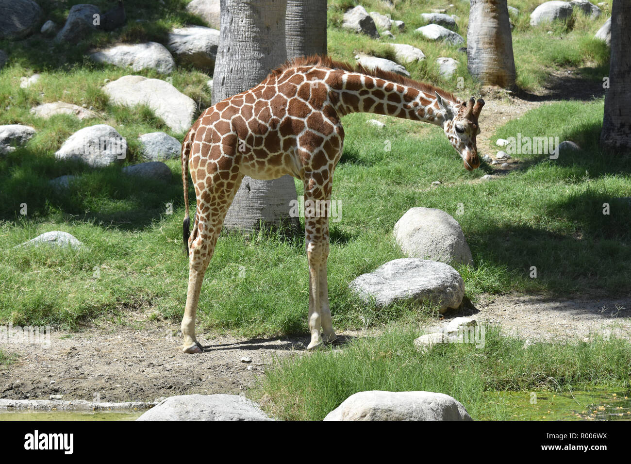absolutely breathtaking giraffe in wild in unique position Stock Photo ...