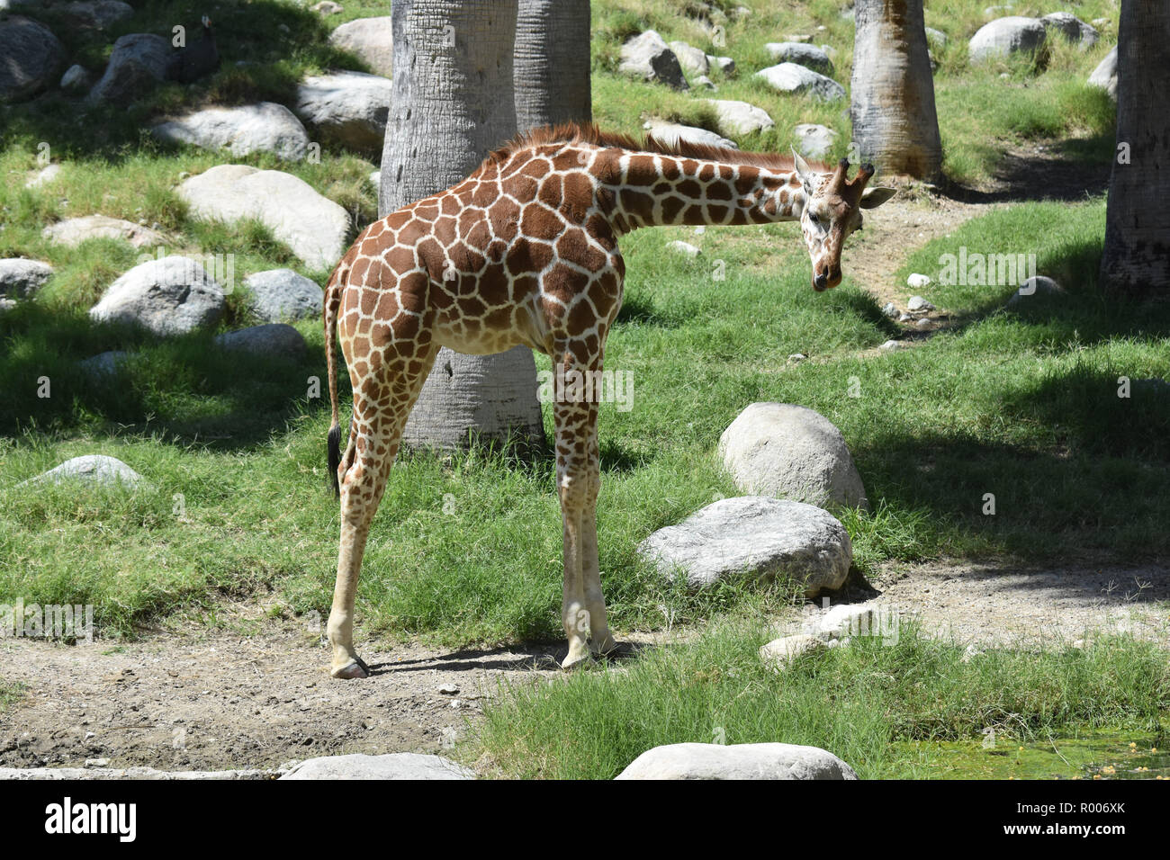stunning image of giraffe leaning over with its beautidul pattern ...