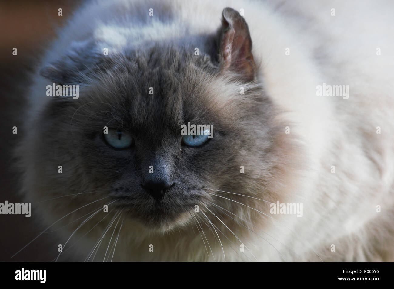 Intensely focused hi-res stock photography and images - Alamy