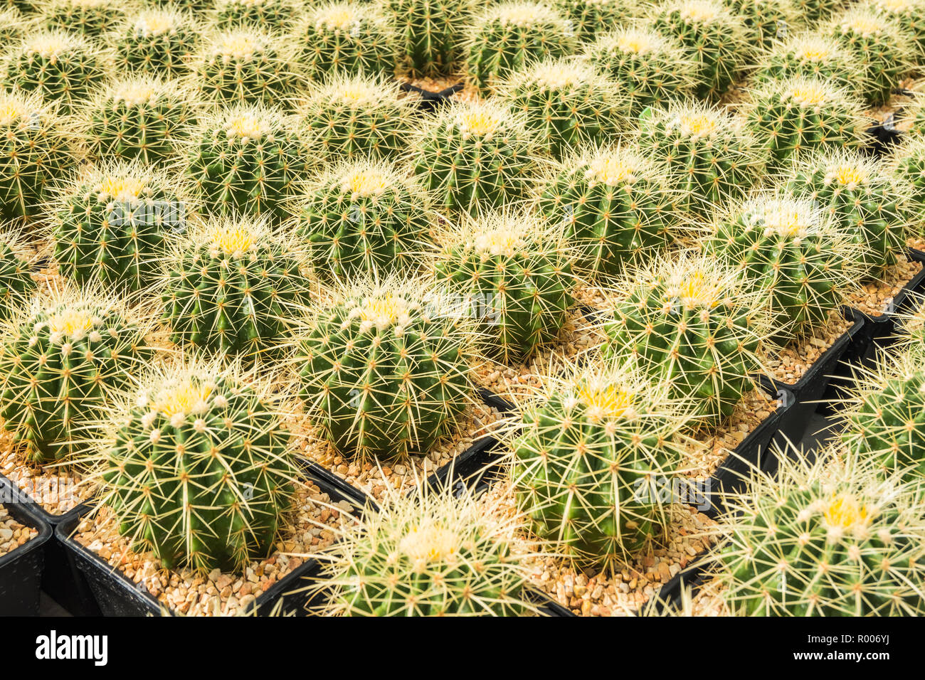 Cactus many variants in the pot for planting arranged in rows select ...