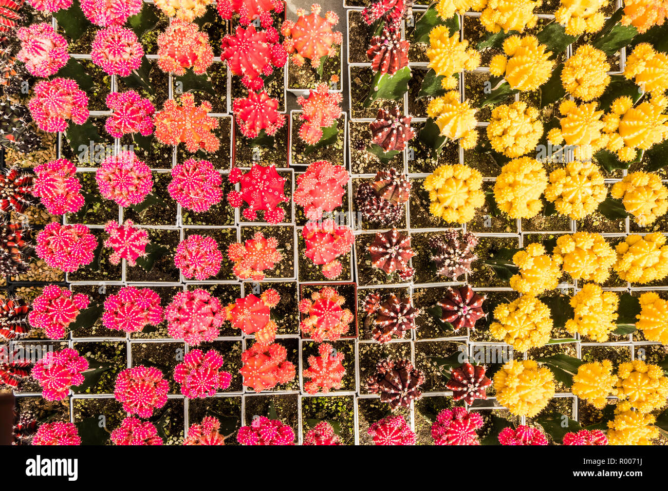 Cactus many variants in the pot for planting arranged in rows select ...