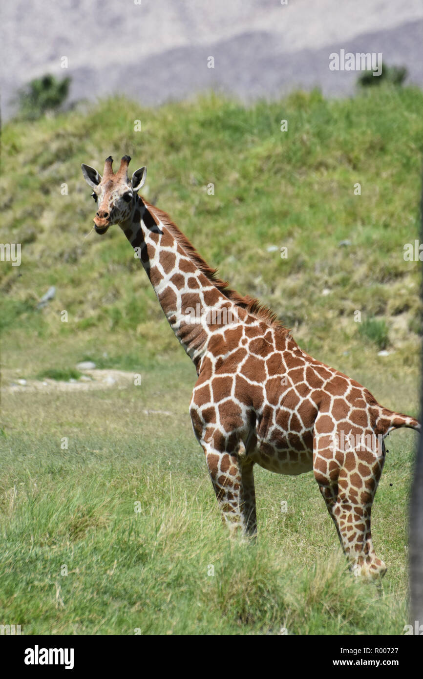Gorgeous Spotted Giraffe Shown Looking Directly at Photographer with ...