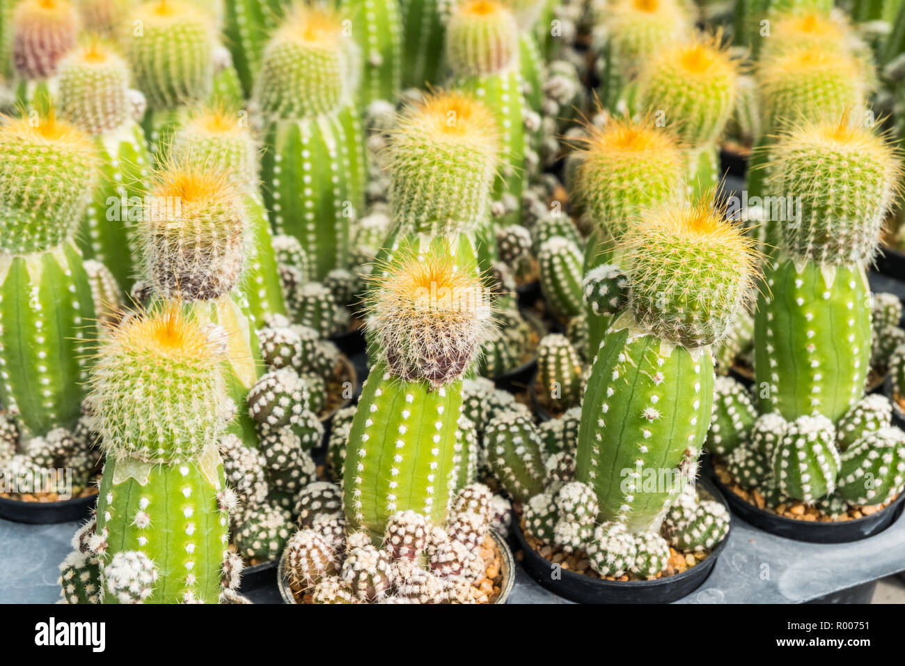 Cactus many variants in the pot for planting arranged in rows select ...