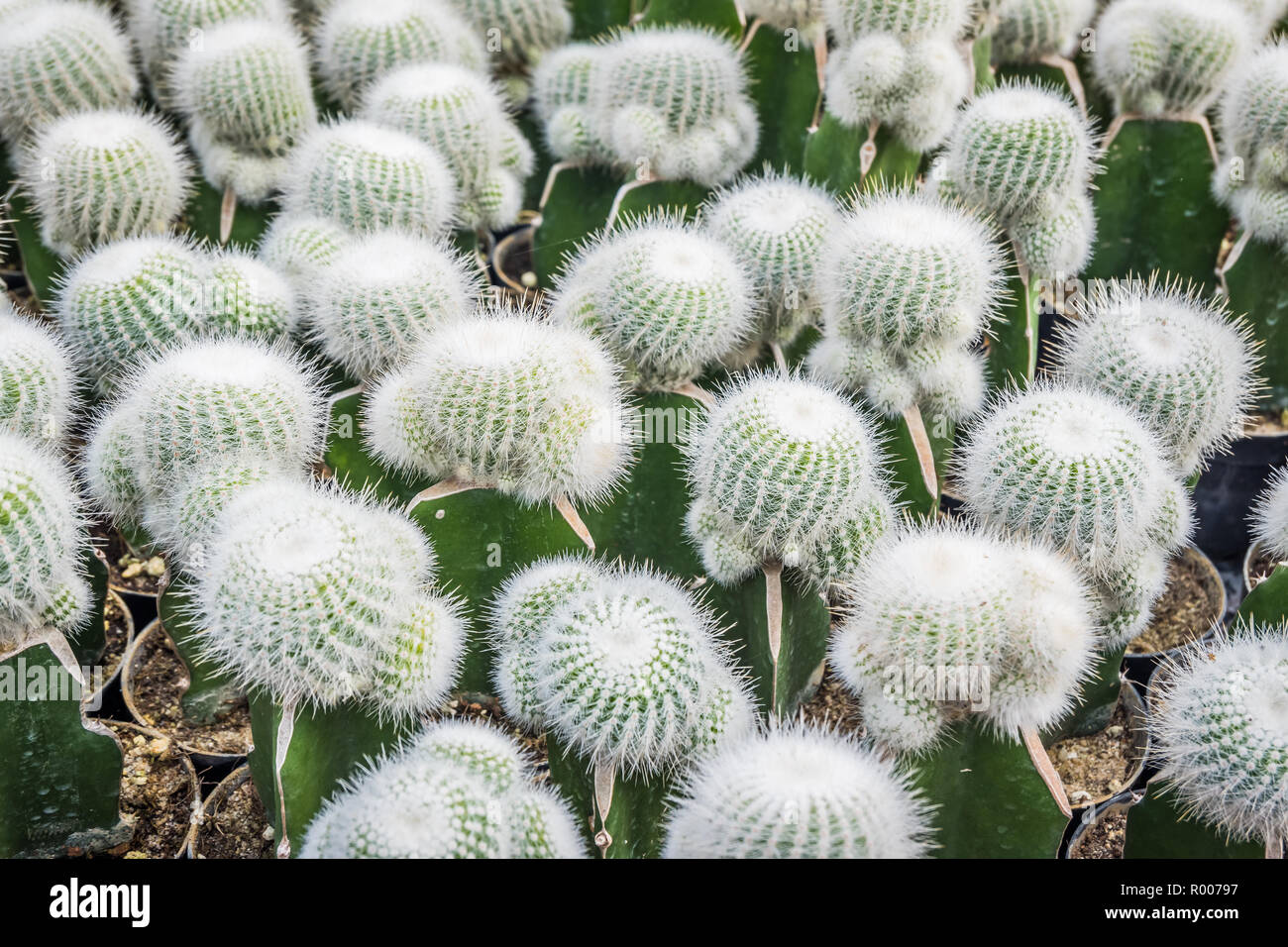 Cactus many variants in the pot for planting arranged in rows select ...