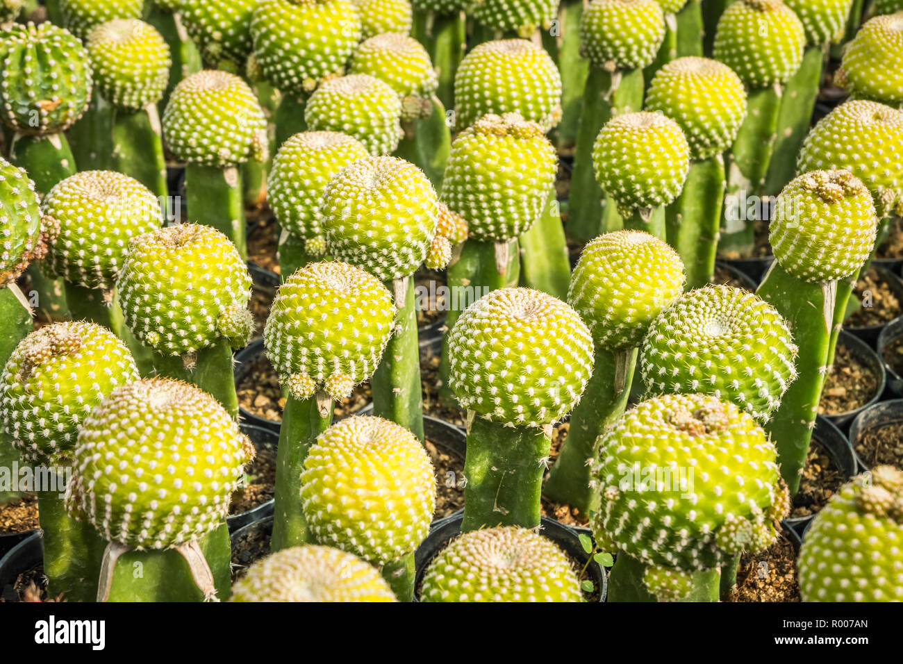 Cactus many variants in the pot for planting arranged in rows select ...
